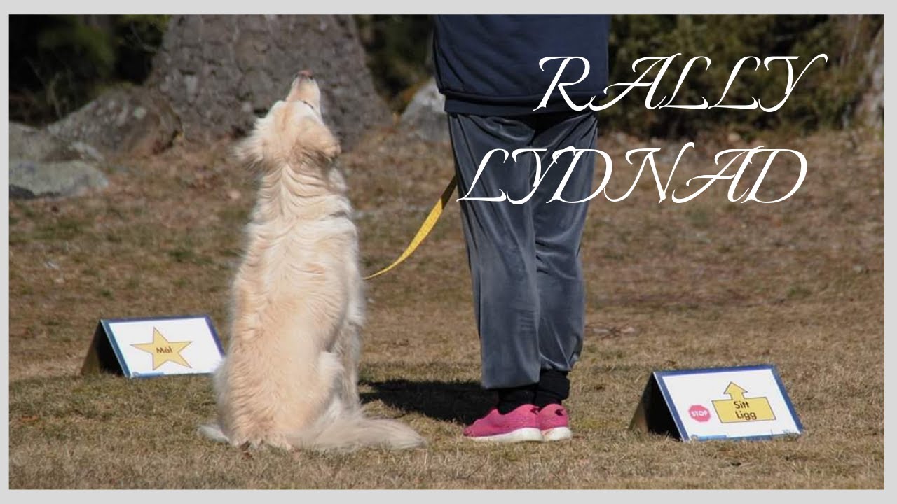 Rallylydnad Nybörjarklass - Min första tävling | Vlogg 6 - YouTube
