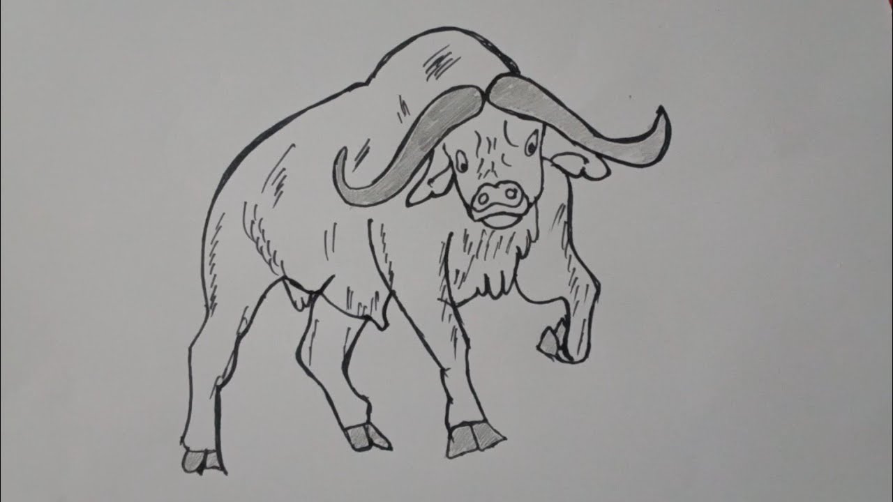 How to draw a Buffalo |easy Buffalo drawing|Buffalo drawing|Drawing ...