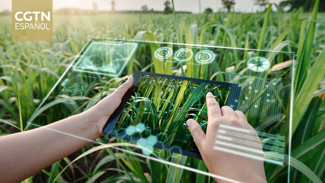 Revitalización rural: fundamento de la modernización china - YouTube