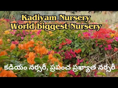 Kadiyam The World's Largest Nursery | East Godawari | Must Visit 1500 ...