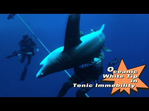 Oceanic WhiteTip Shark - Carcharhinus longimanus - First Time Ever seen ...