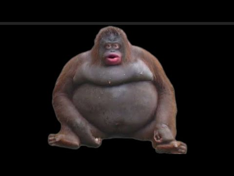 Uh oh stinky #gorilla - YouTube