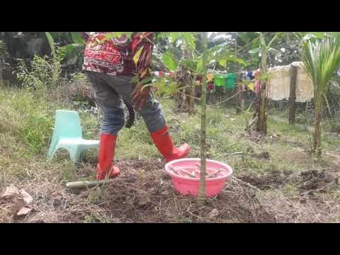 # Pangalawang sabado at linggo sa pagtatanim ng kamoteng kahoy/Cassava - YouTube
