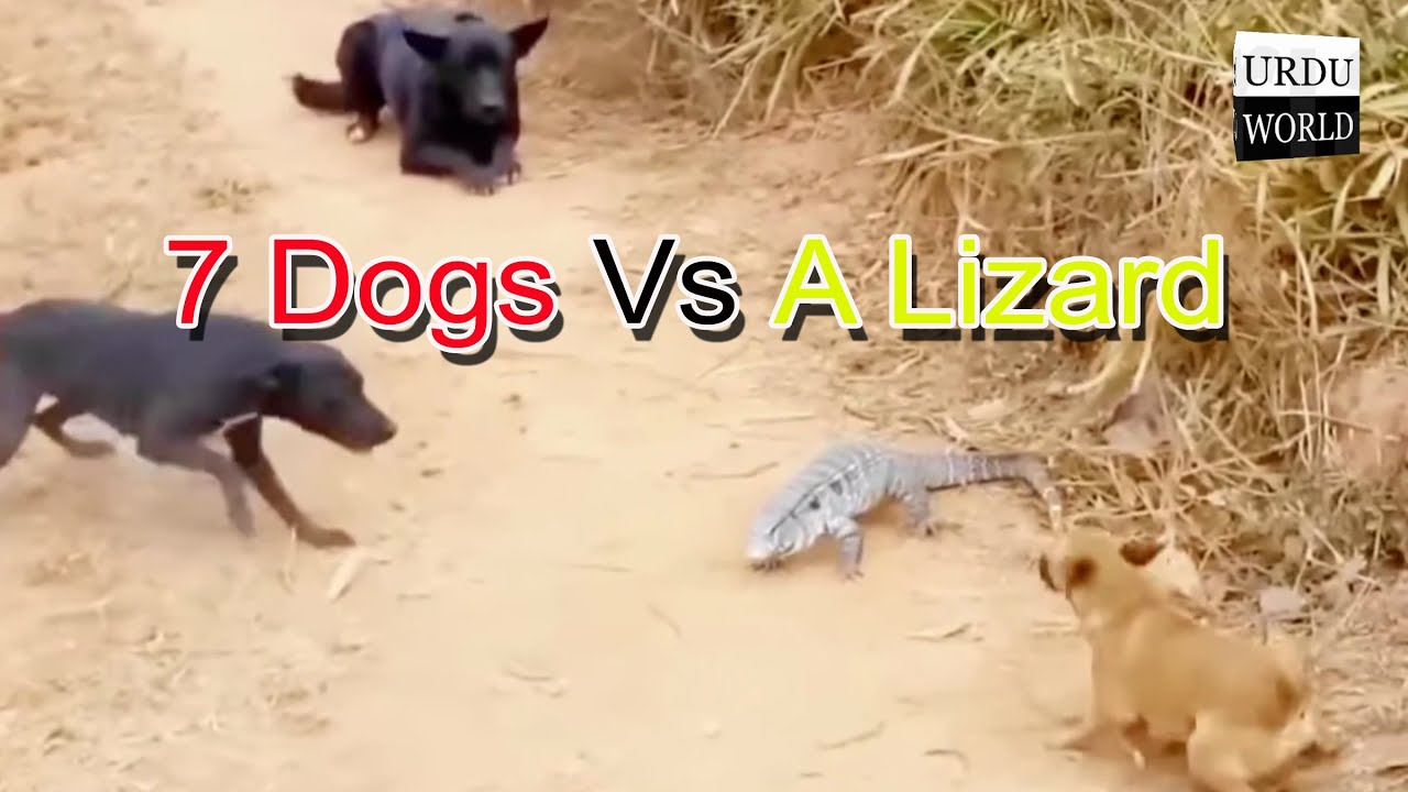 7 Dogs Vs A Lizard - YouTube