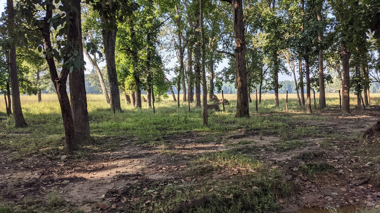 Jungle Safari through Kanha National Park, Mukki Gate, Malajkhand - YouTube