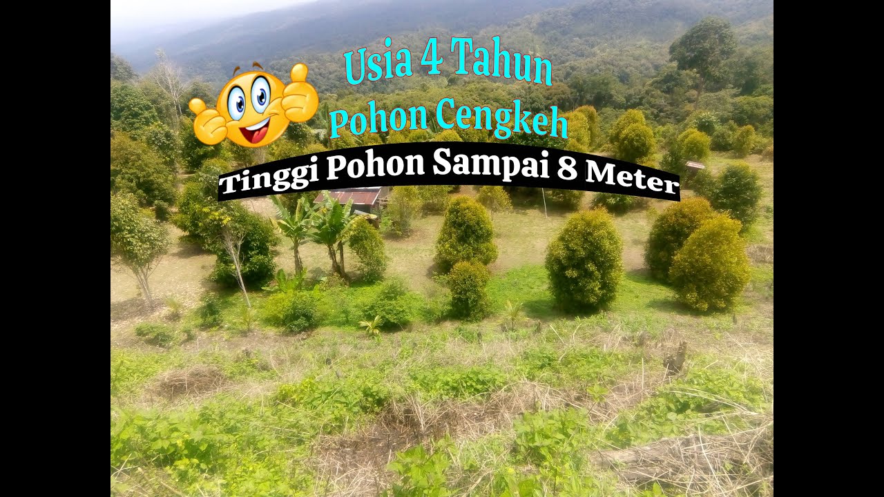 Kebun Cengkeh | Taripa Punya Cerita | Kebun Cengkeh Berumur 4 Tahun ...