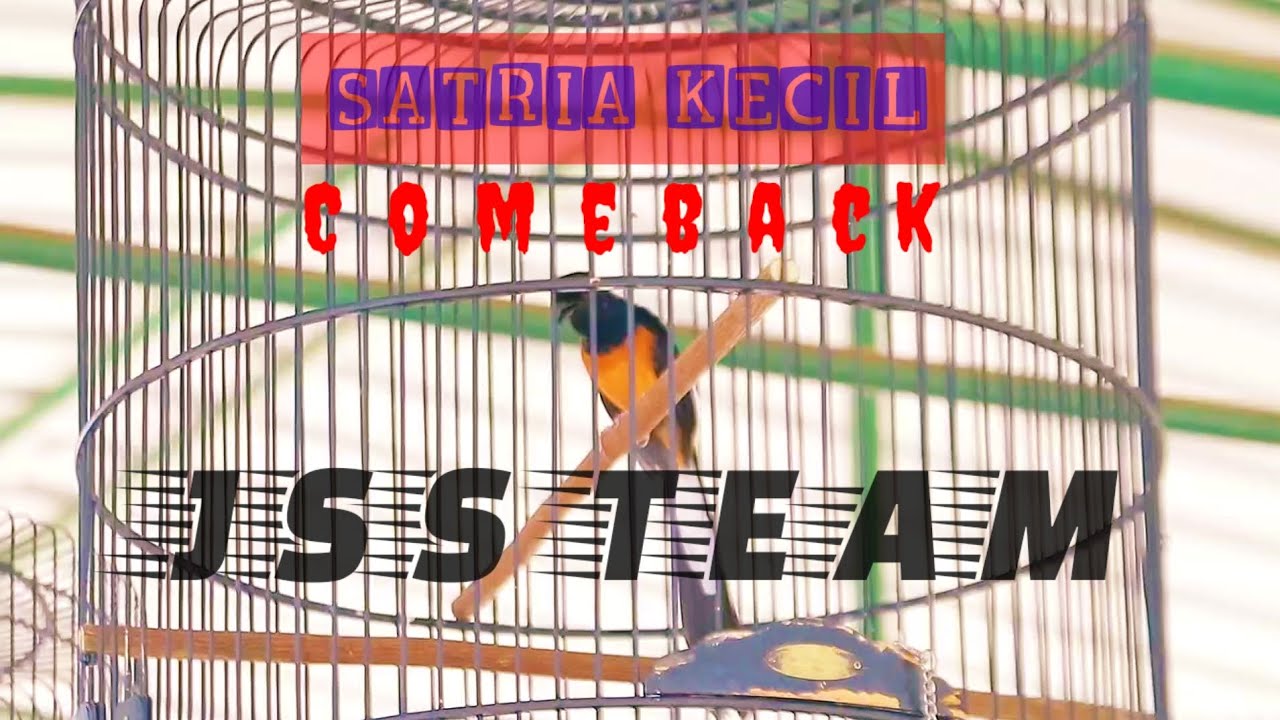 SATRIA KECIL gacoan JSS TEAM is BACK #murai #burung #kicaumania #jabs # ...