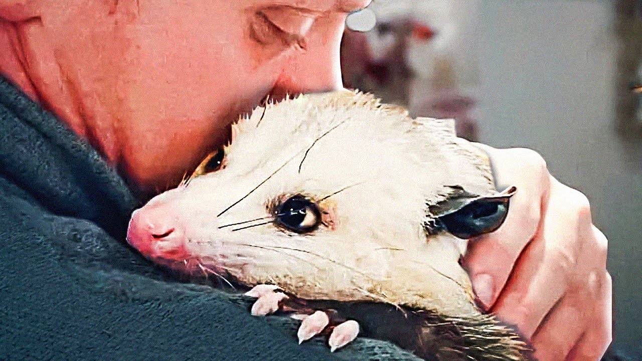 This man raised an opossum. Now he thinks they are smarter than dogs ...