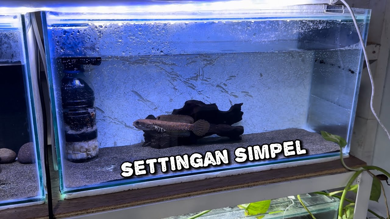 settingan tank channa pulchra || set up tank channa pulchra - YouTube