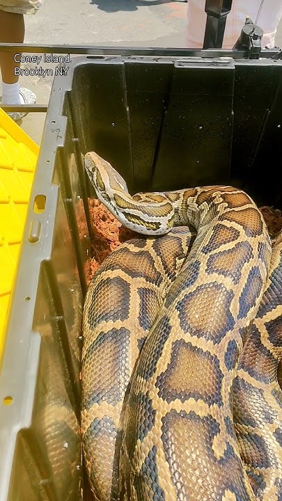 The Pythons of Coney Island Brooklyn NY - YouTube