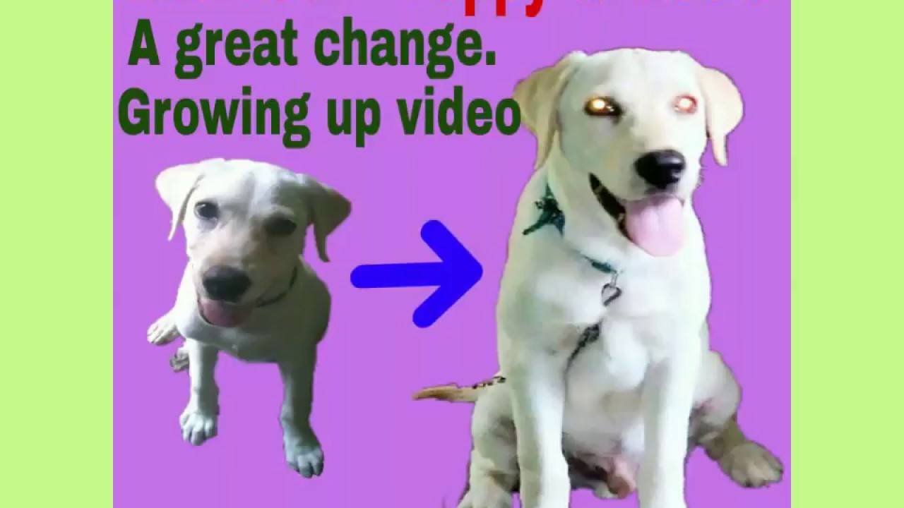Labrador Puppy Growing Up to Adult - YouTube