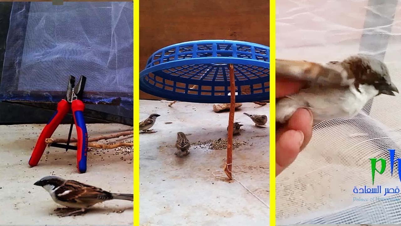 Beautiful shots of hunting sparrows and birds - YouTube
