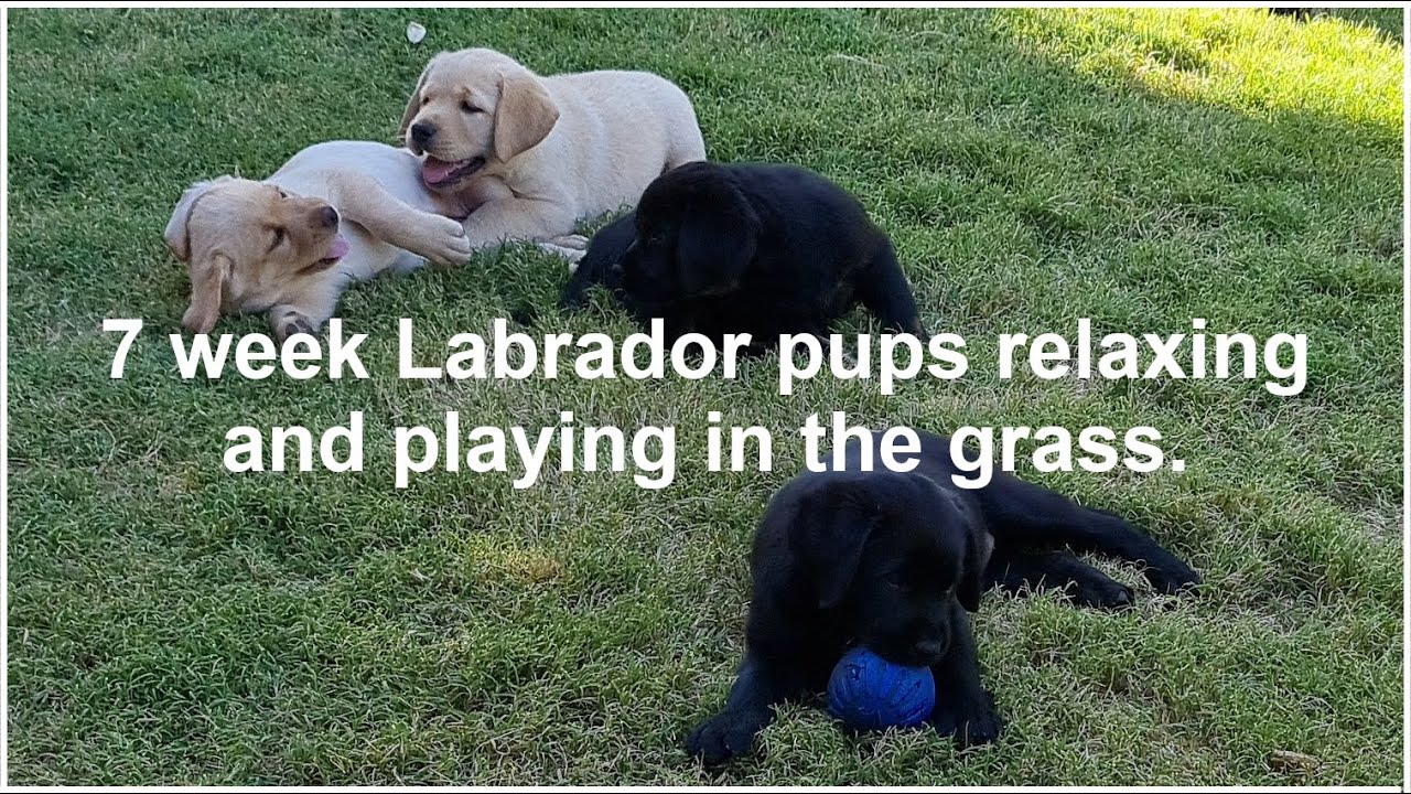 7 week old pups relaxing and playing on the grass. Cute Labrador ...