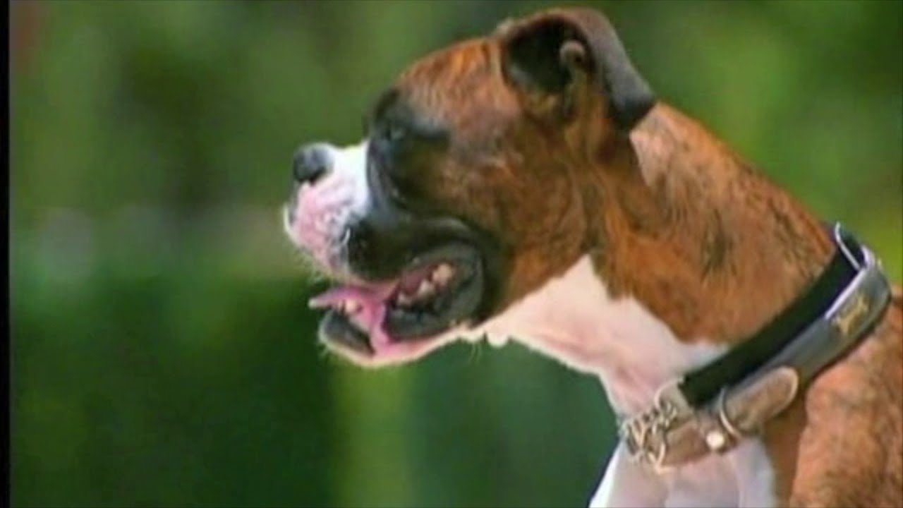 Travis Brorsen on CBS' Greatest American Dog - YouTube