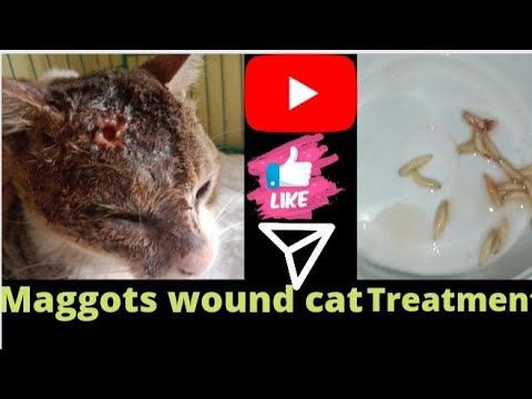 April 12, 2022 Maggots Wound Cat Treatment /how to save animals life ...