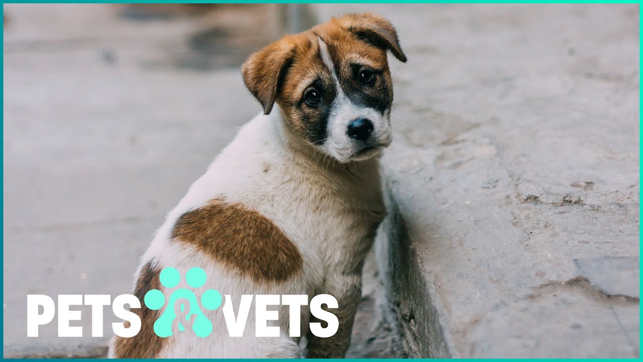 Hurricane Maria Aftermath: Rescuing Puerto Rico's Stray Animals - YouTube