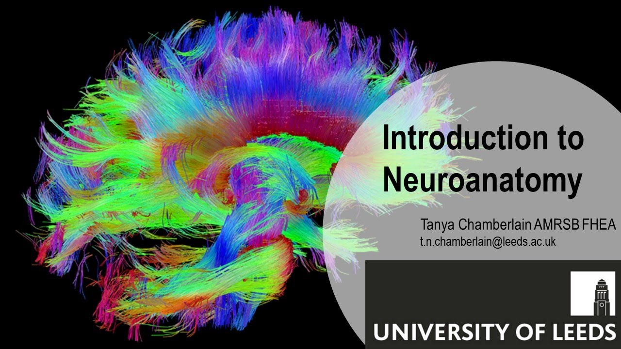 Introduction to Neuroanatomy - YouTube