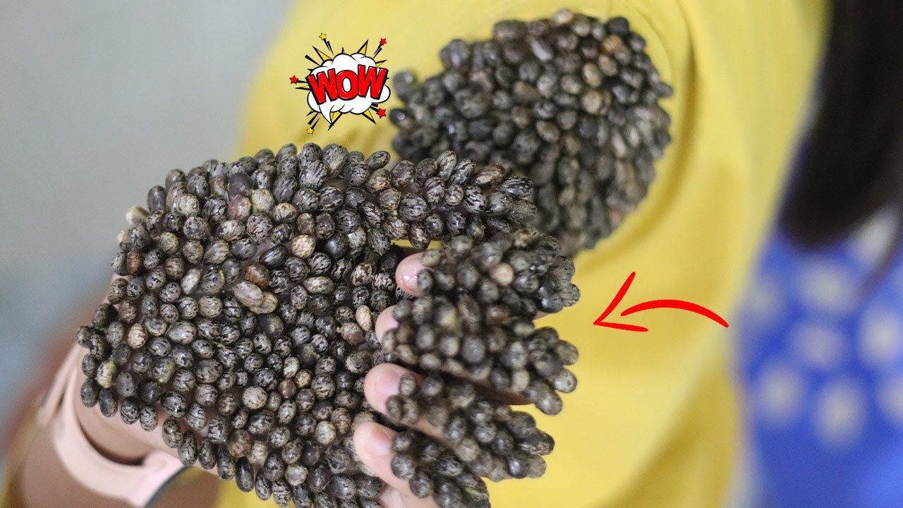 Remove ticks with green seeds#114 - YouTube