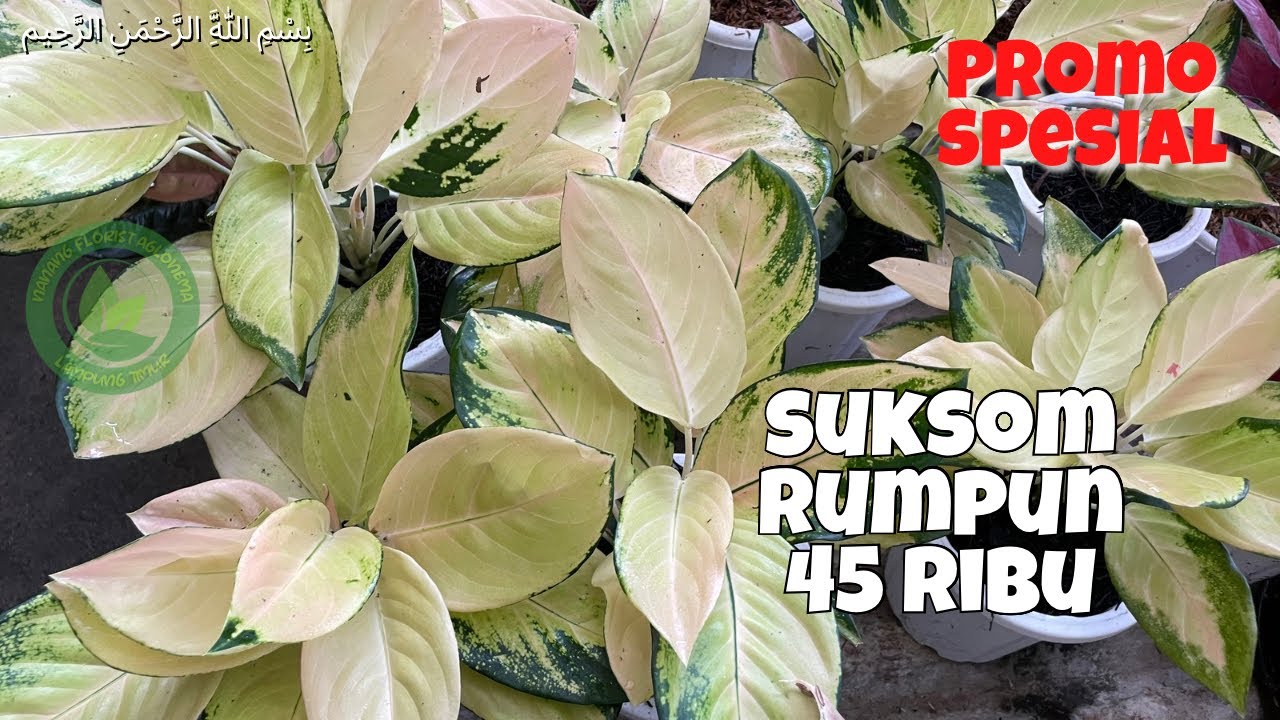 LARIS BANGET | OBRAL AGLONEMA MURAH TANIAN SENDIRI | COCOK BUAT PEMULA ...