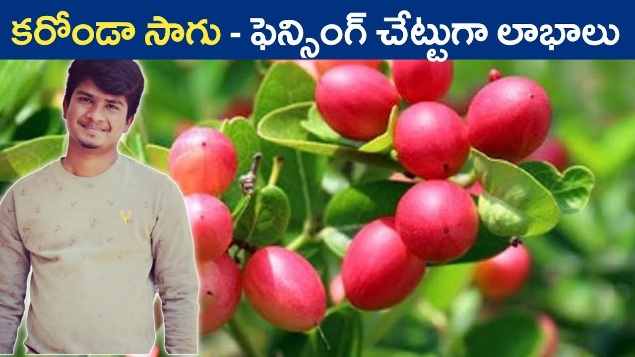 Karonda cultivation || వాక్కాయ సాగు || Health benefits of karonda ...