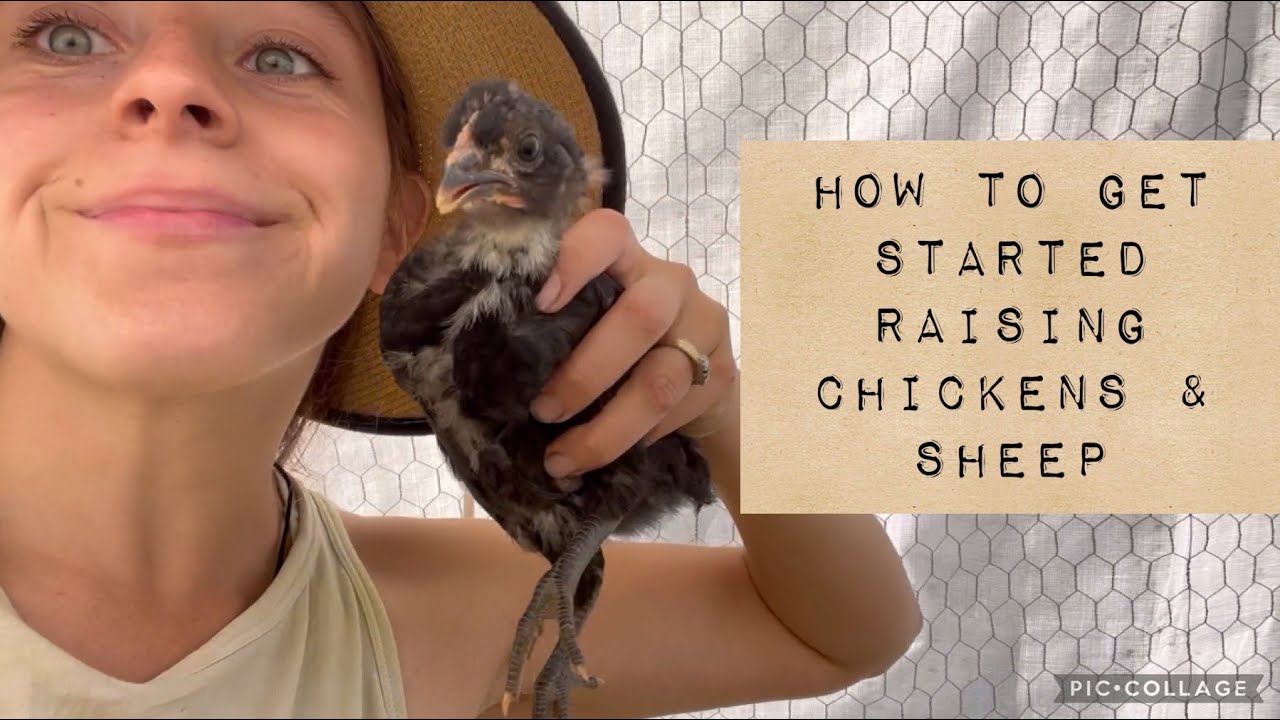 How to Start Raising Chickens and Sheep (THE BASICS) - YouTube