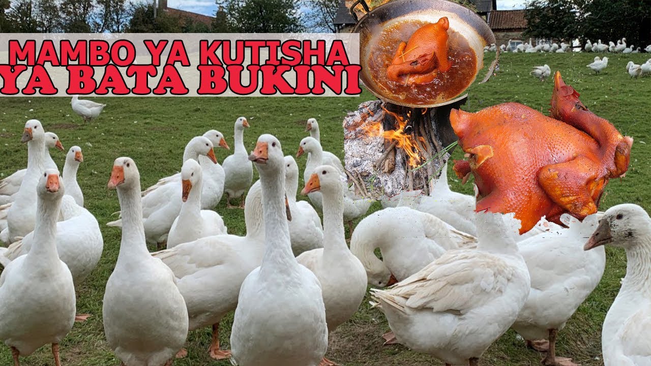 UFUGAJI WA BATA WA KISASA:|Yajue mambo muhimu ya bata bukini| - YouTube