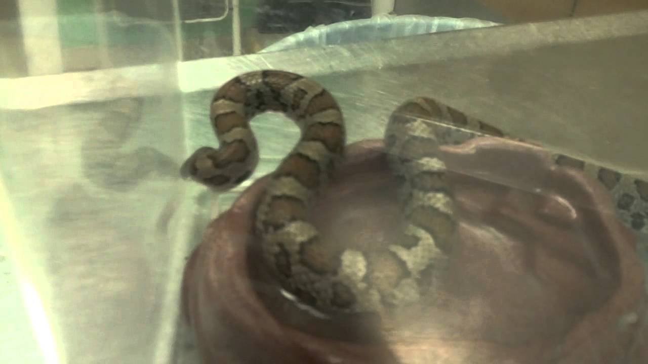 Milksnake Shaking Her Tail - YouTube