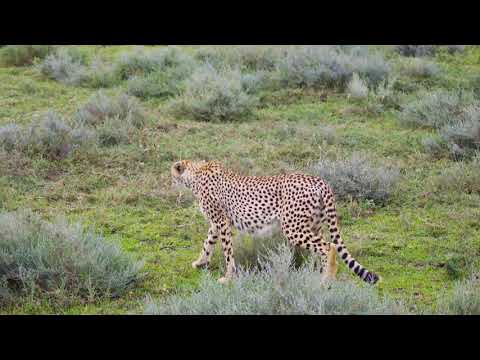 Lazy cheetahs in Tanzania 2016 (4K) - YouTube