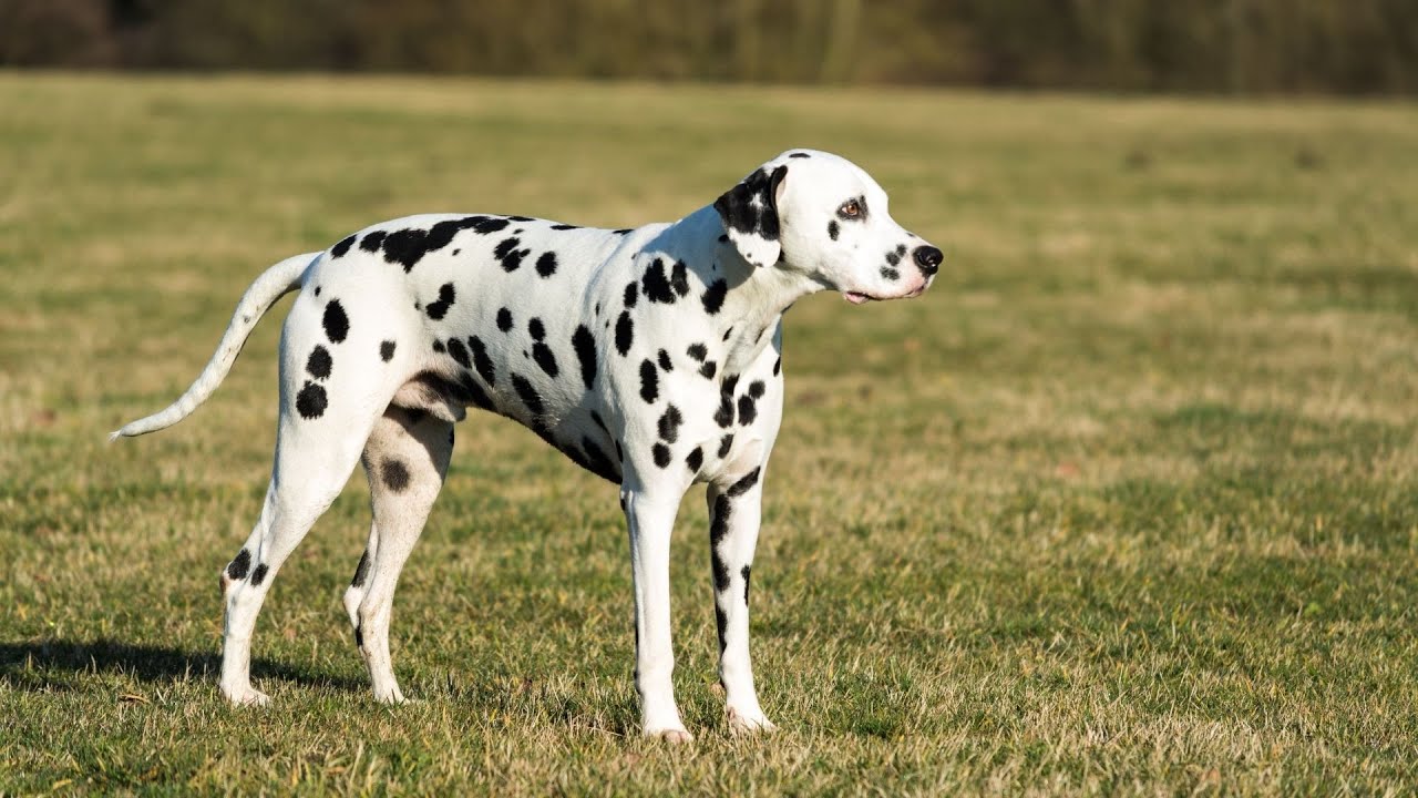 How to Train Your Dalmatian for Tracking and Trailing Activities - YouTube