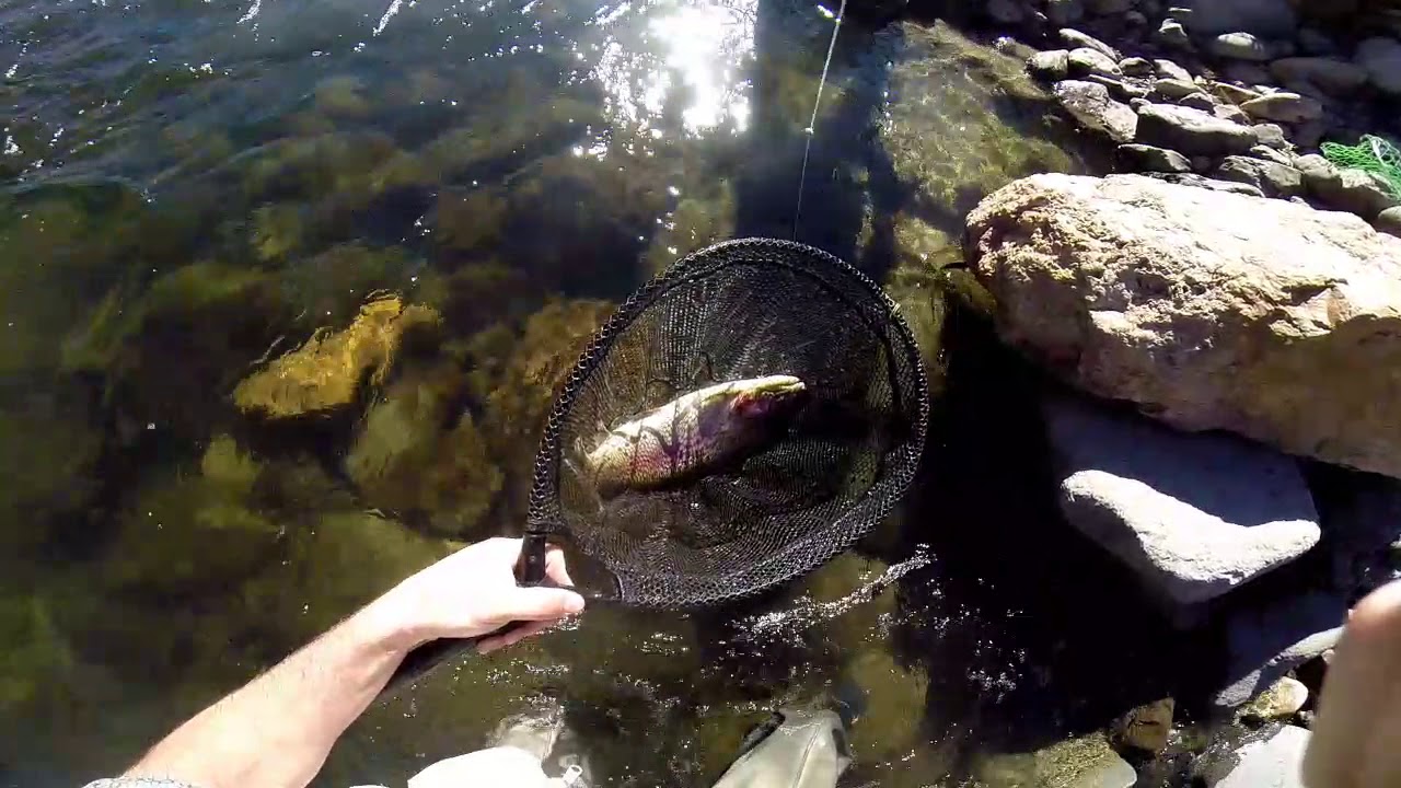 Fly Fishing the East Carson River - YouTube