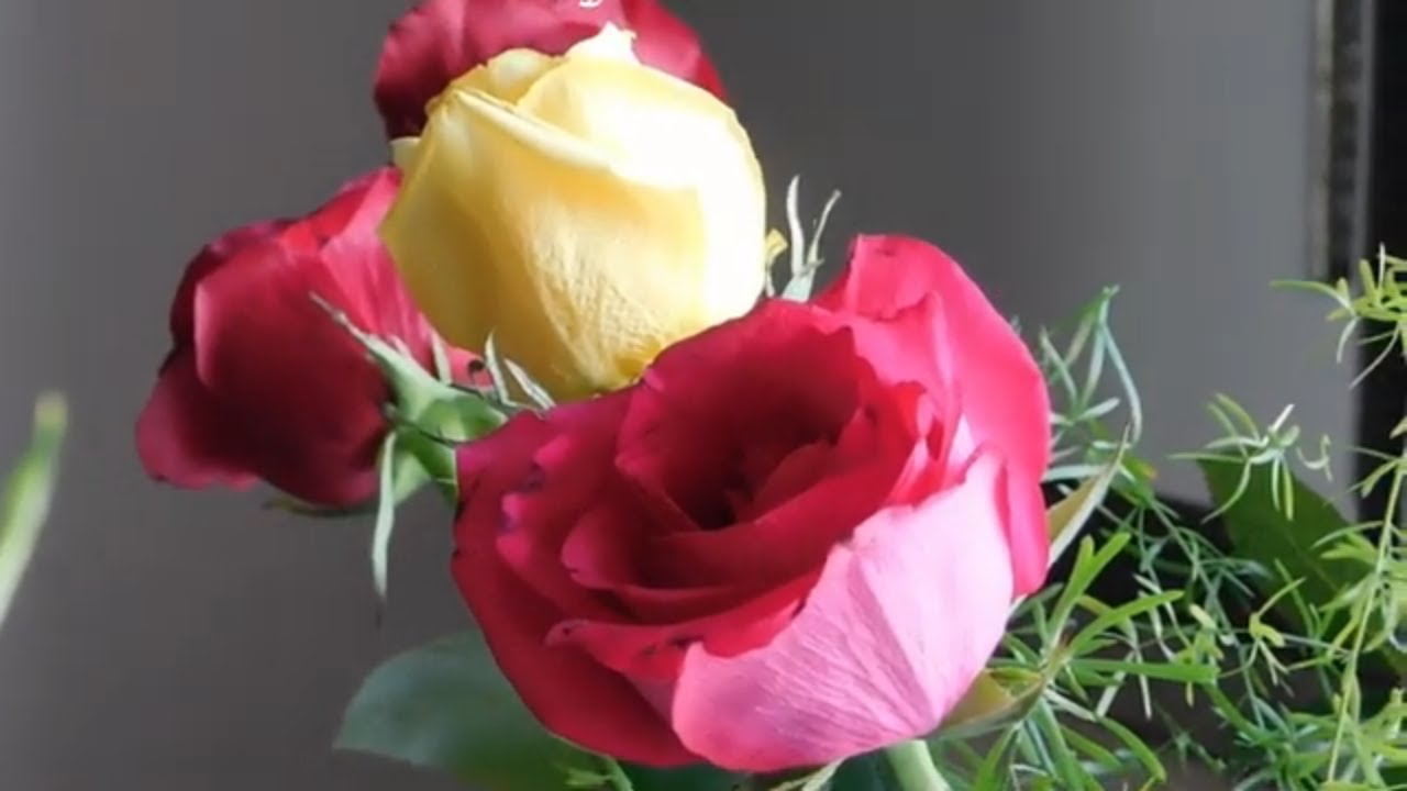 Relaxing Music Soothing Relaxation Beautiful Flowers - YouTube