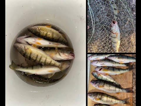 Perch fishing-Chicago Illinois-November 2020 - YouTube