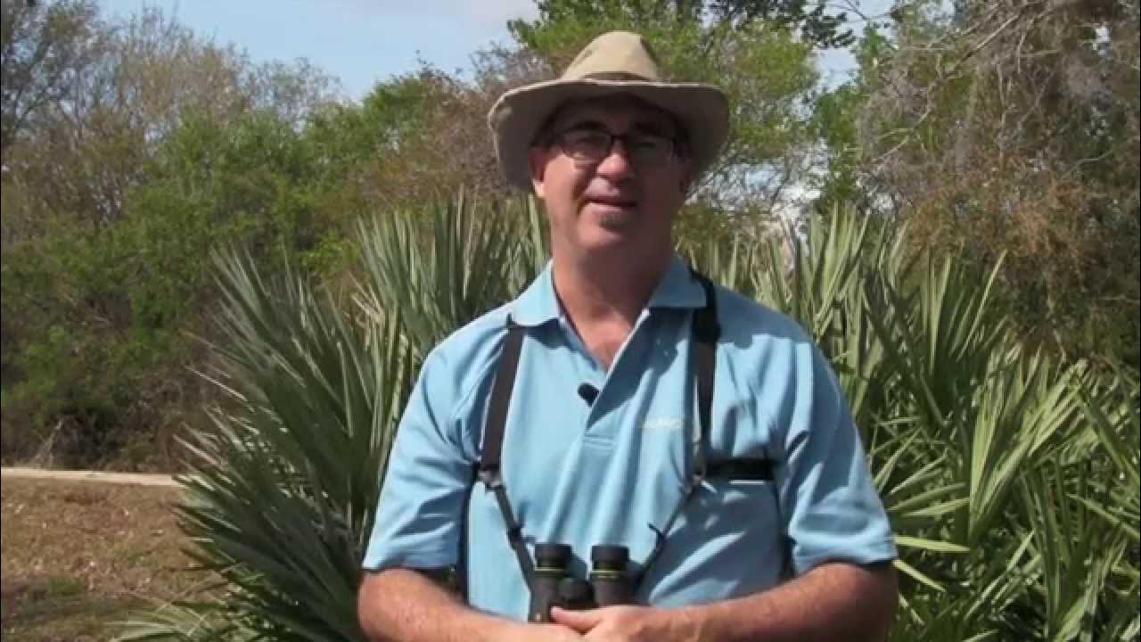 BIRDING BASICS & BEYOND: How to Use a Field Guide - YouTube