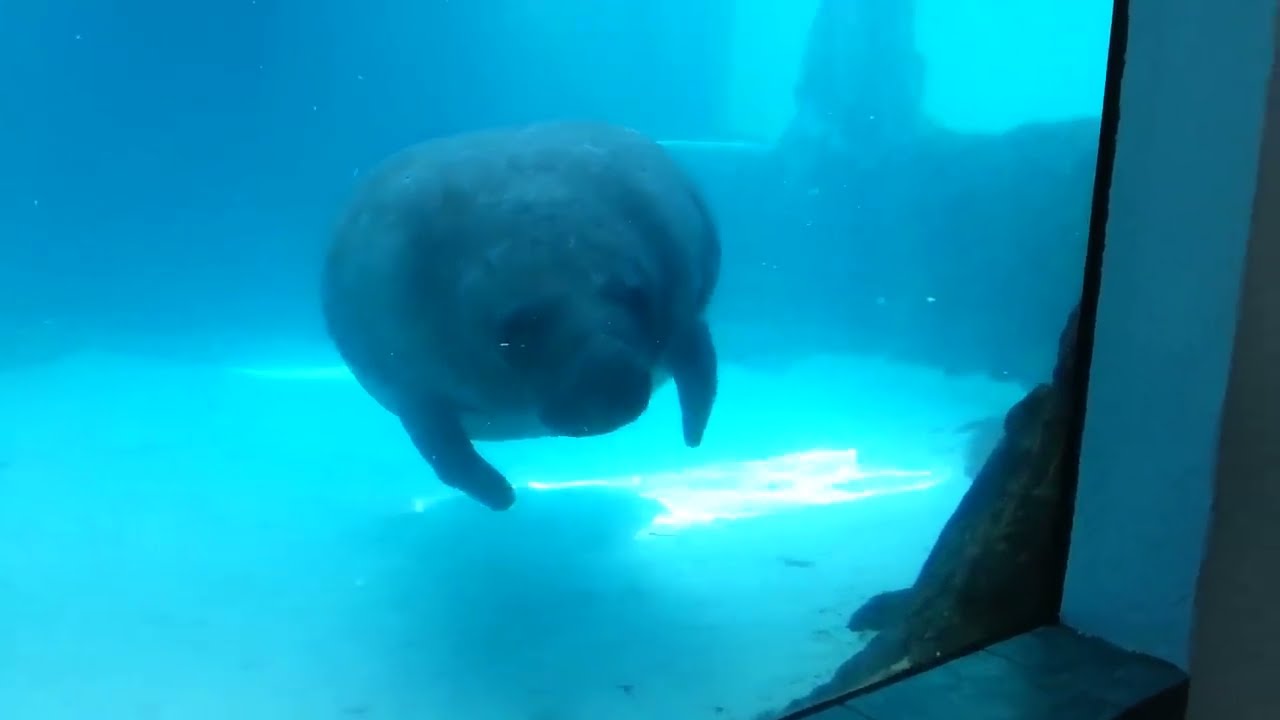 Funny manatee runs into window aquarium - YouTube