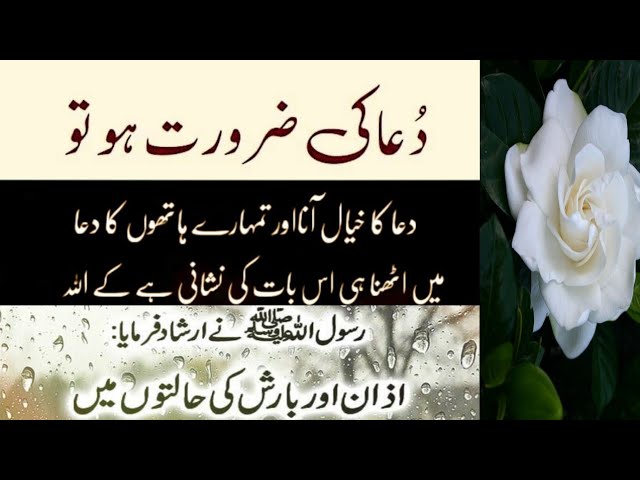 Rose Flower Quotes In Urdu | Best Flower Site