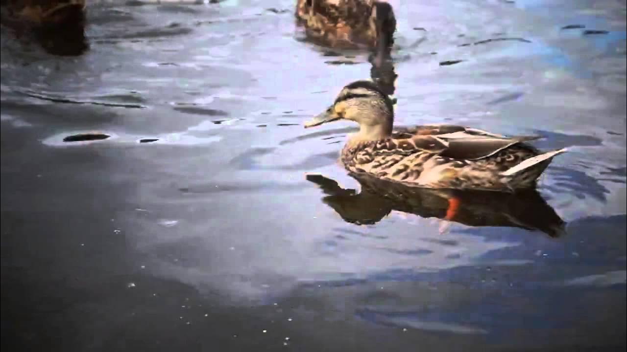 Фу блять, мразь. - YouTube