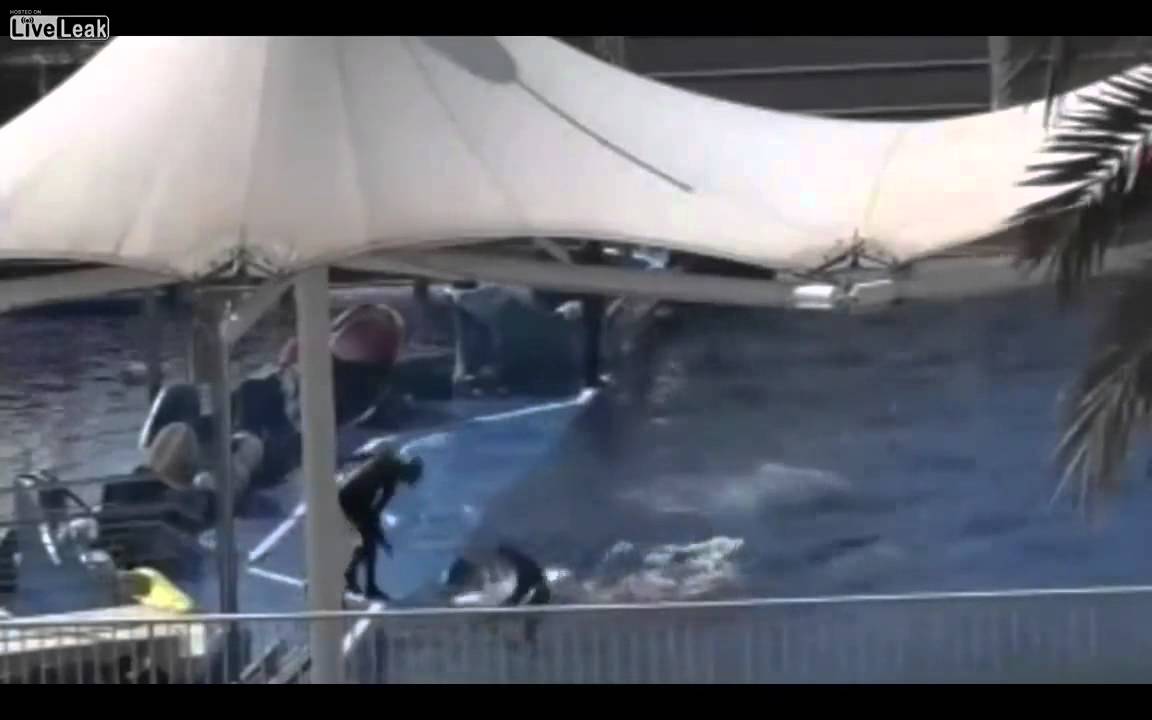Dolphin Abuse At Marineland - YouTube