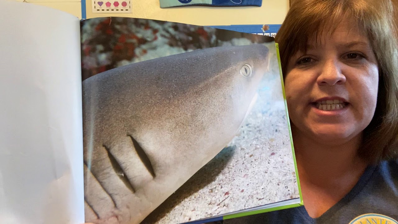 Read aloud about sharks, "Sharks" by Carol K. Lindeen. - YouTube