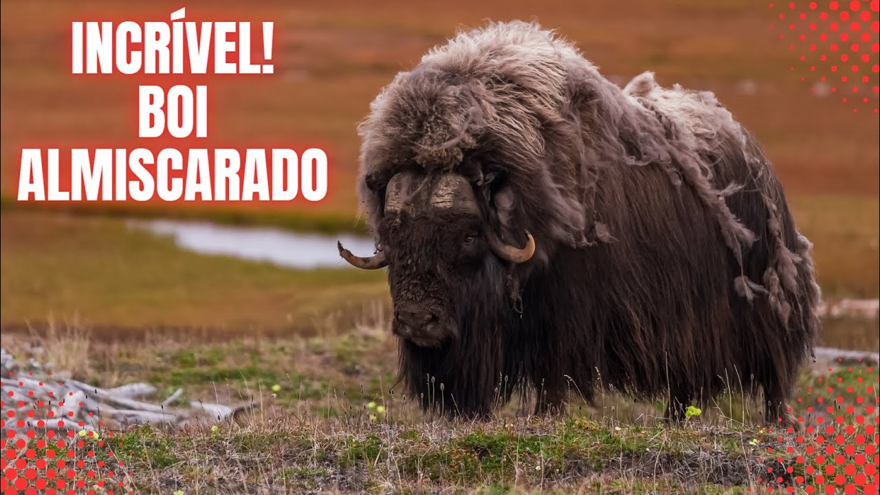 Boi Almiscarado - Conheça Curiosidades Sobre Esse Animal Incrível ...