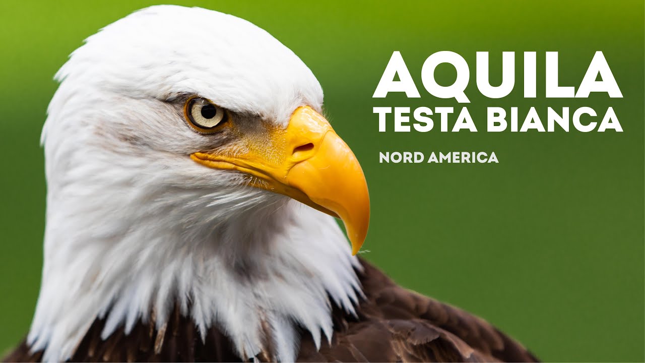 L' aquila di mare testabianca Americana - (Haliaeetus leucocephalus ...