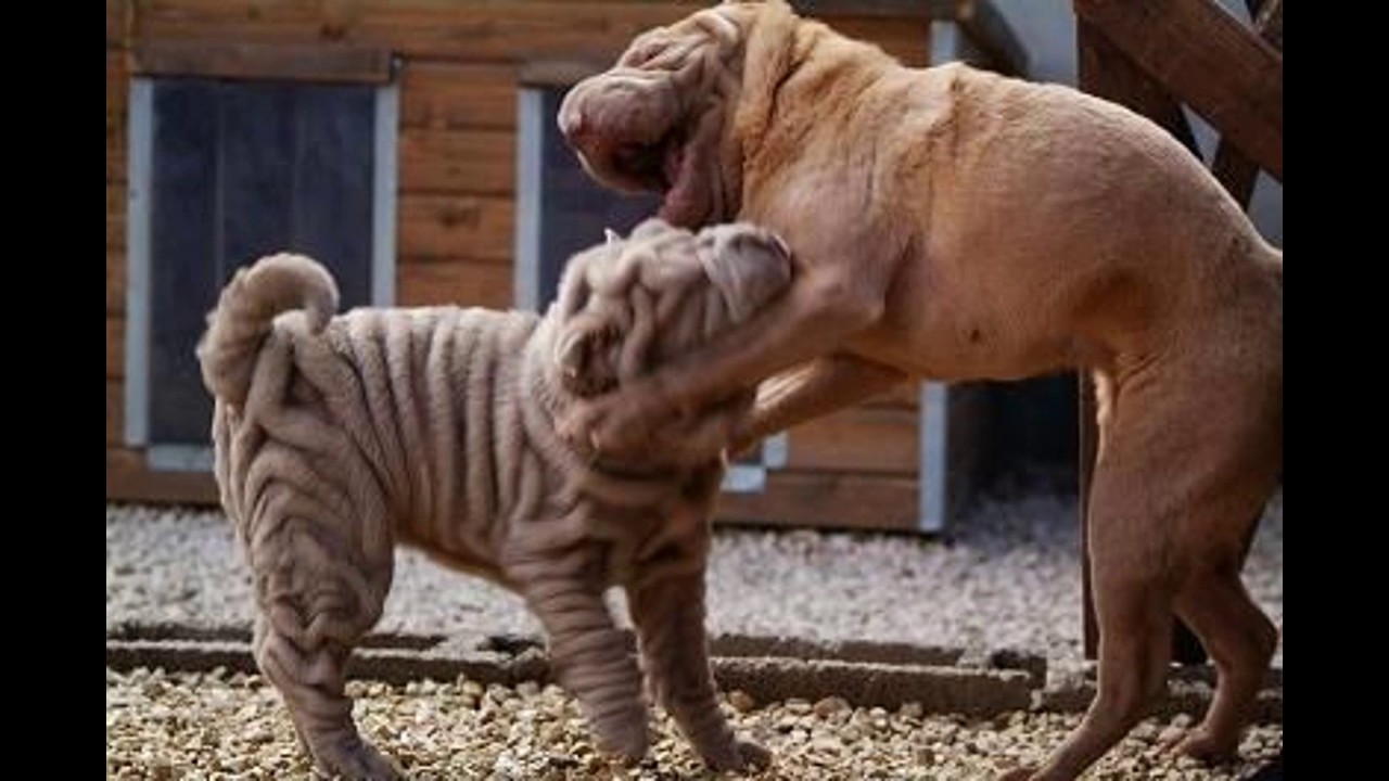 HISTORIA DEL SHAR PEI - YouTube