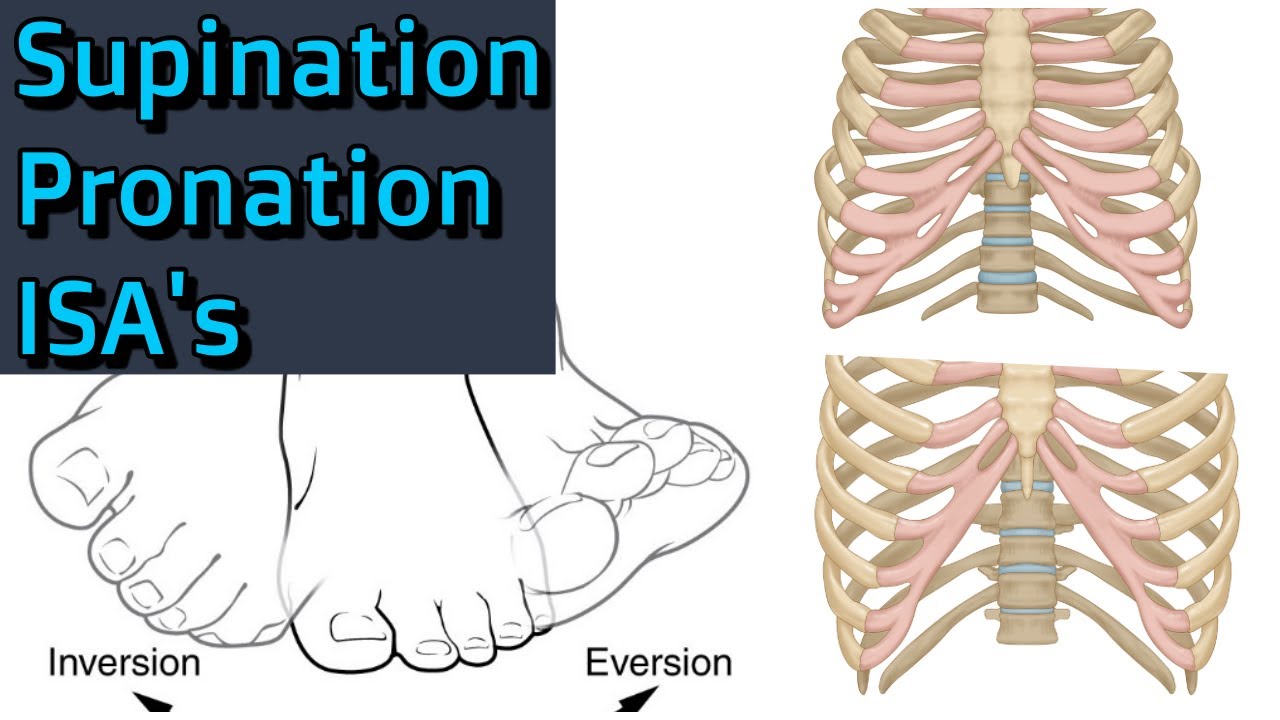 Supination, Pronation, and Infrasternal Angles Oh My! - YouTube