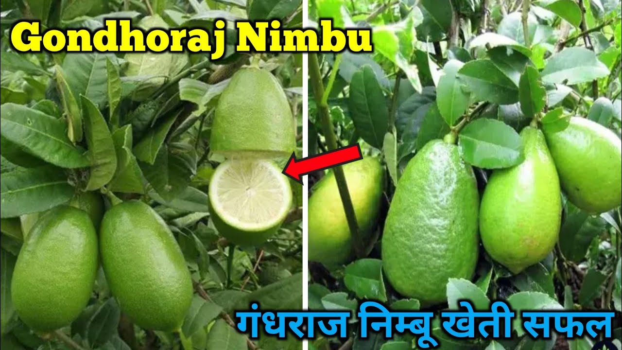 Gondhoraj Nimbu Gondhoraj Lebu ) Lesser known India West Bengal Farming ...