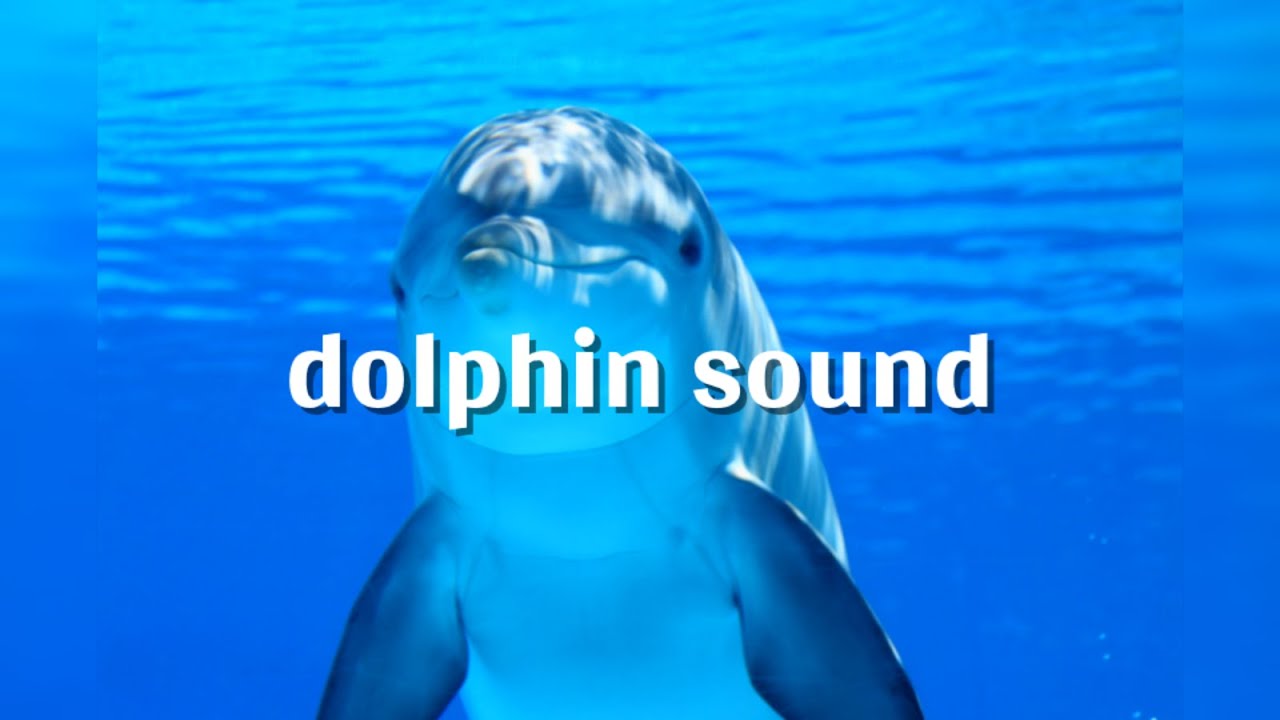 dolphin sound - YouTube