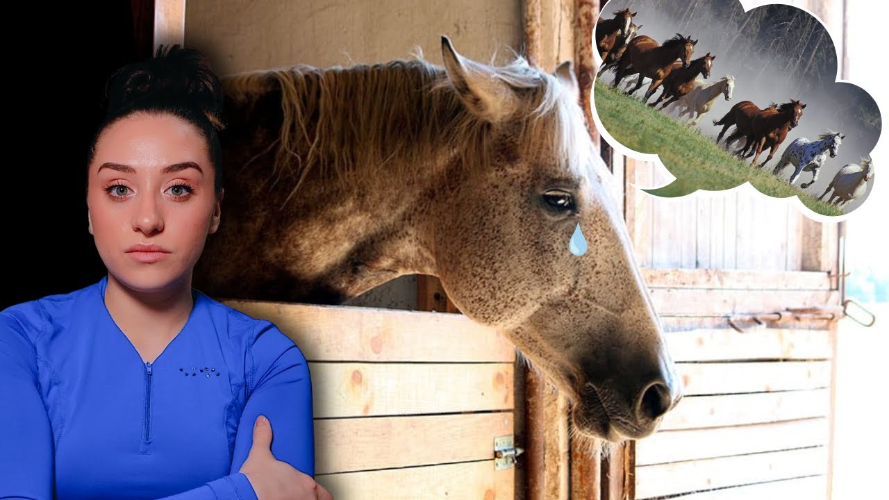 The Dangers Of Stalling Horses - YouTube