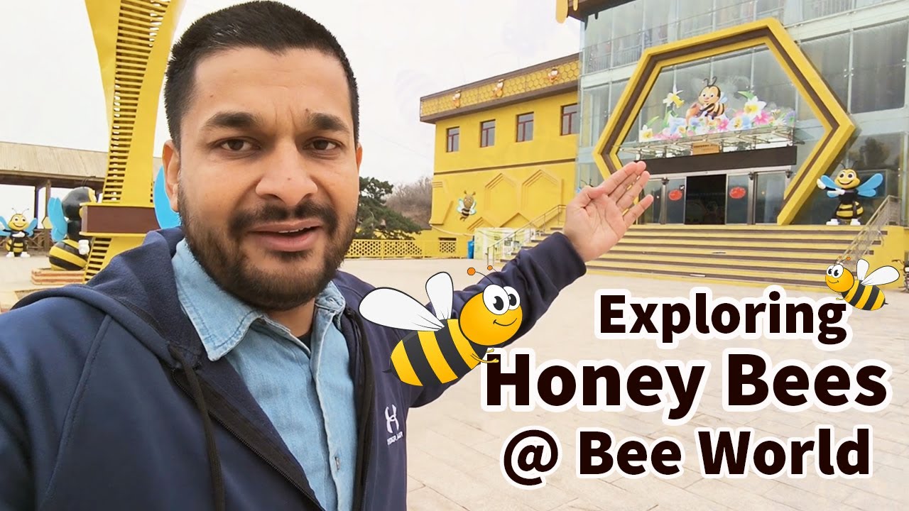 Exploring Honey Bees @ Bee World in China - YouTube