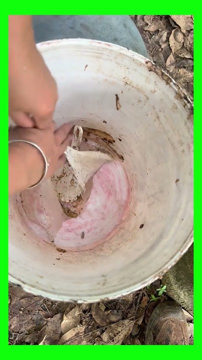 TECHNIQUE OF SCRAPING THE BARK TO RECEIVE TREE SAP PART 23 #asmr #farming #caosu - YouTube