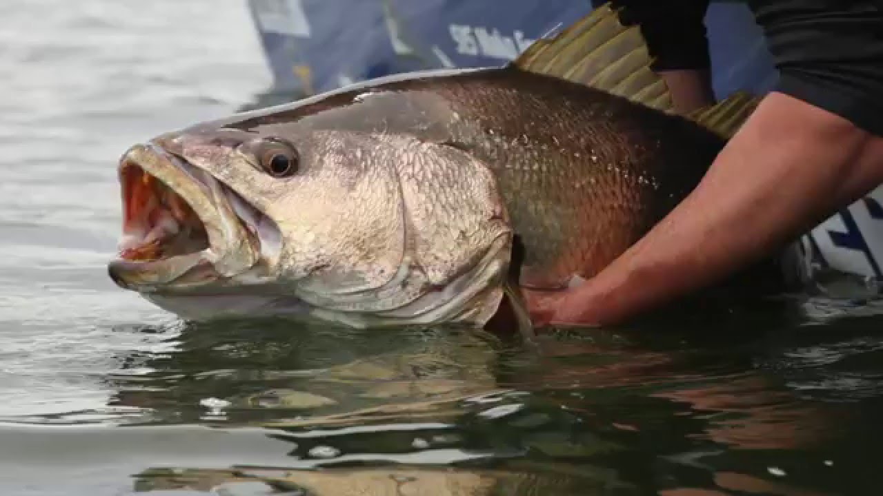 MULLOWAY - The " HOLY GRAIL " - YouTube