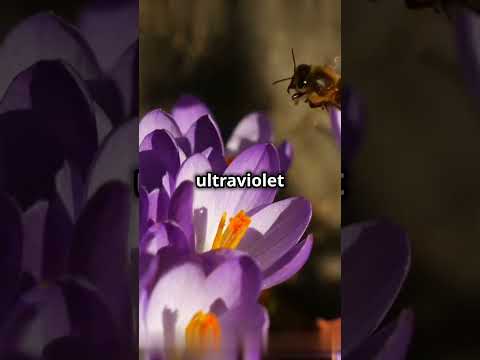 What Colors Do Bees Come In