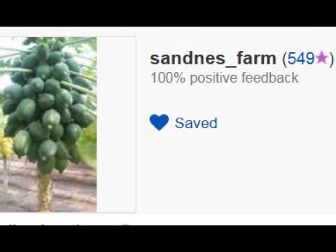 Best Papaya Seed Grower and Supplier in Australia - Sandnes Farm. 14 ...